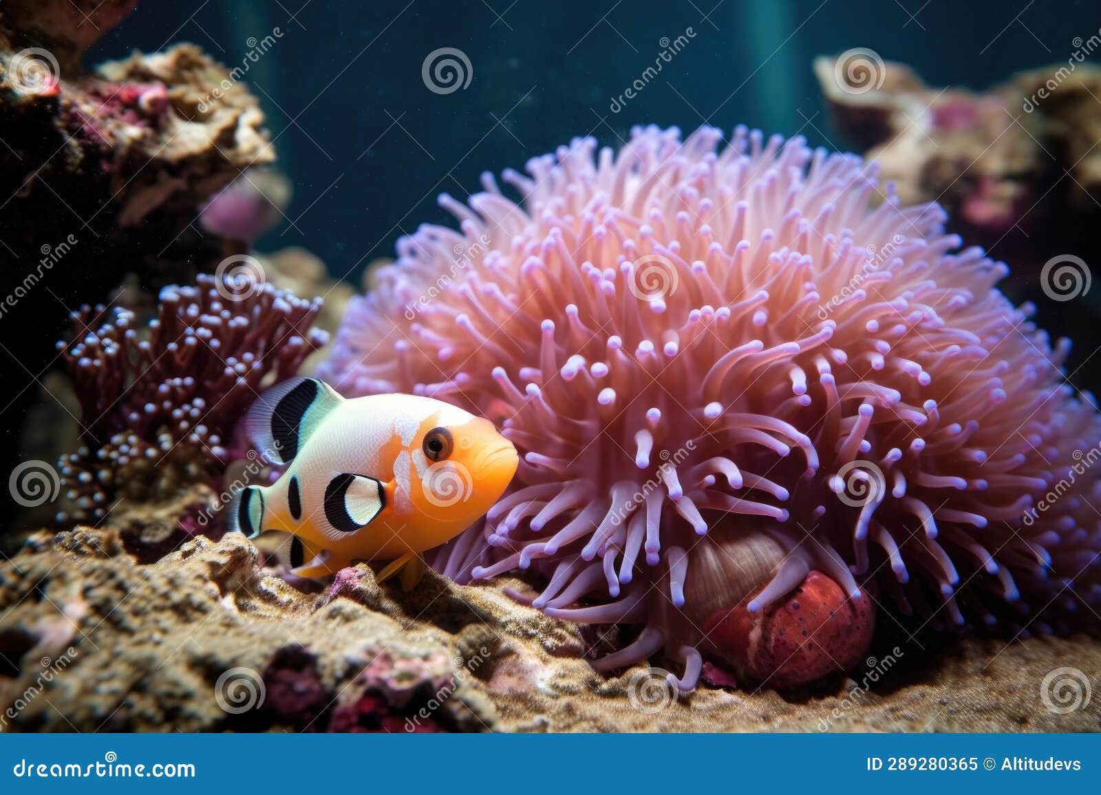 Anemonefish and Sea Anemone Symbiotic Relationship in Focus Stock Image ...