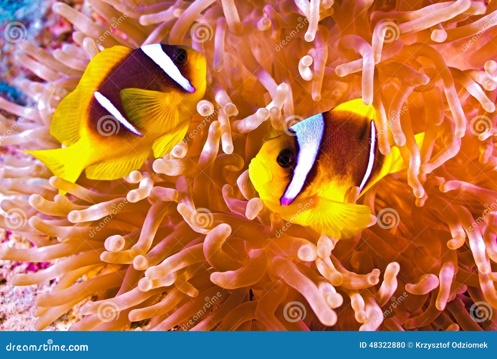 Anemonefish stock photo. Image of anemonefish, nature - 48322880