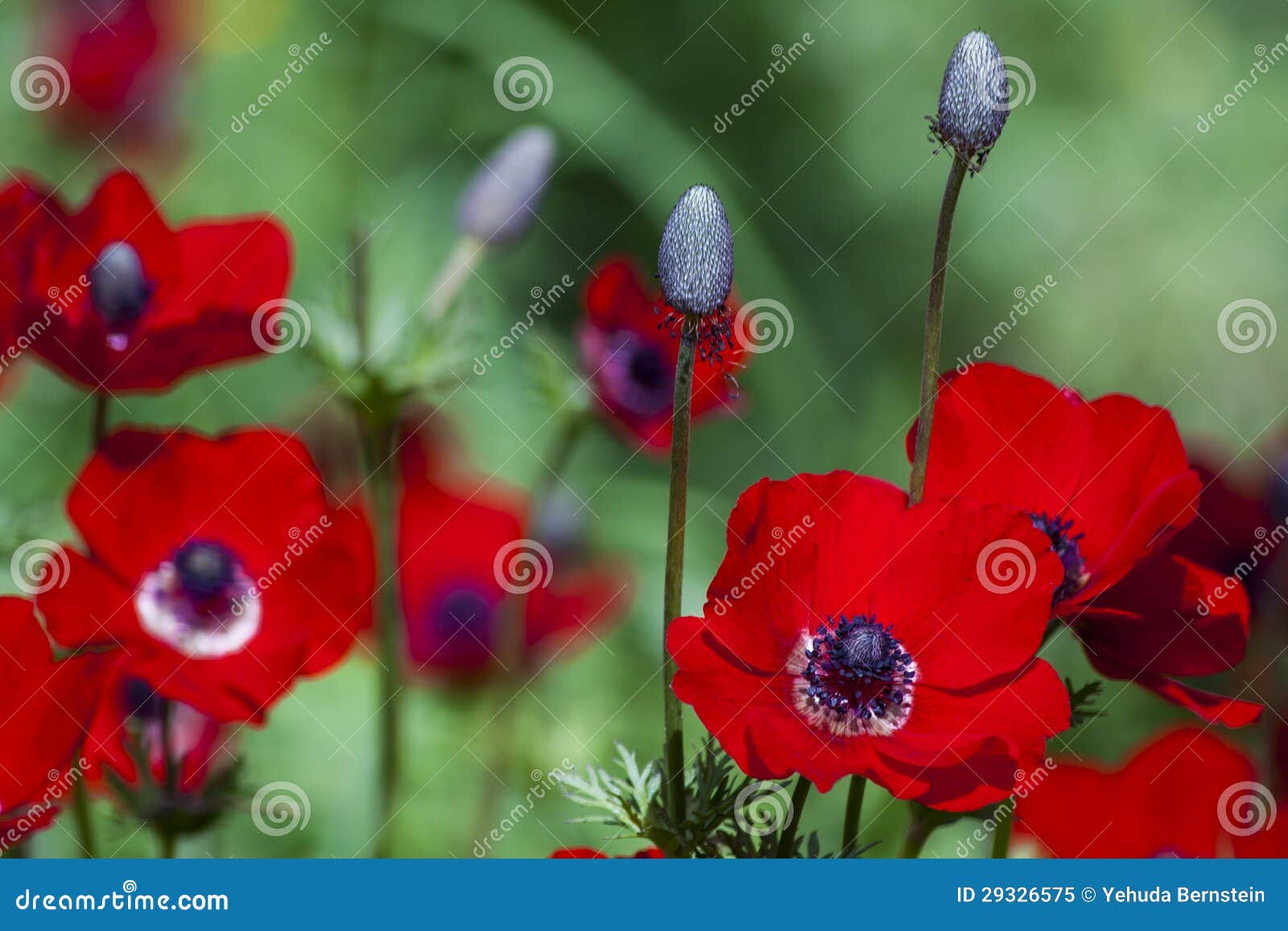 Anemones stock image. Image of kalanit, flower, flowers - 29326575