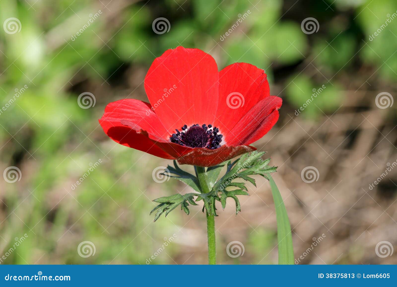 Anemones are stock image. Image of field, close, flowers - 38375813