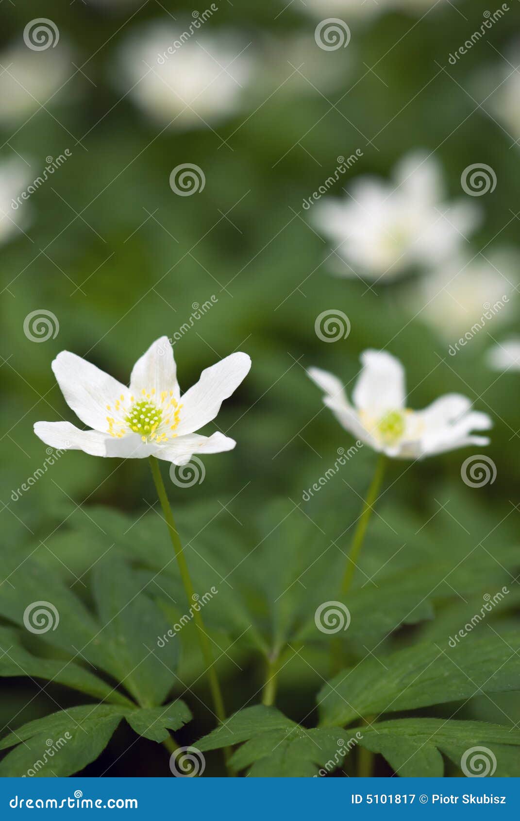 Anemones. stock image. Image of flower, freshness, nature - 5101817