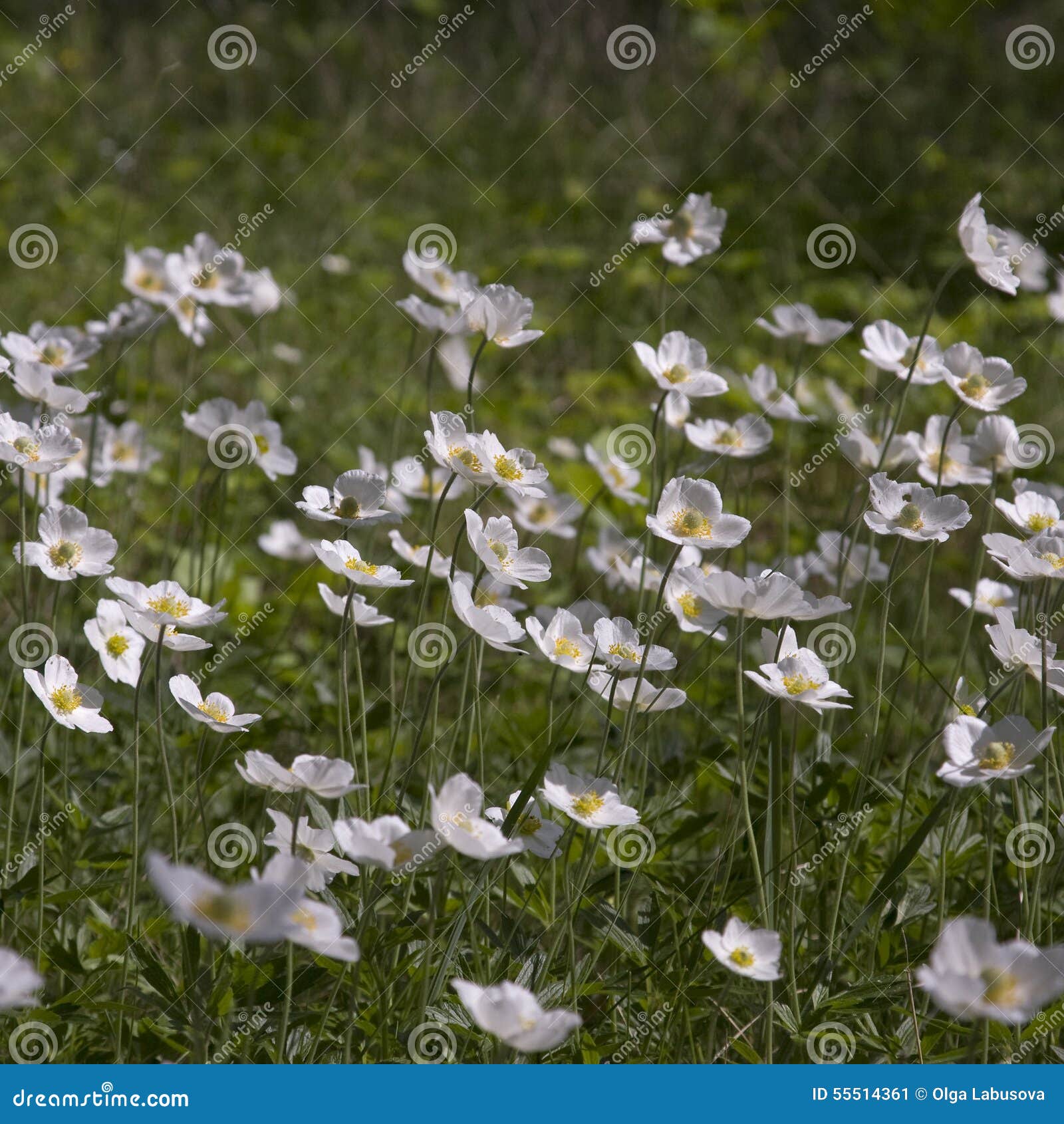 Anemones Bloom in the Spring Stock Image - Image of season, garden ...