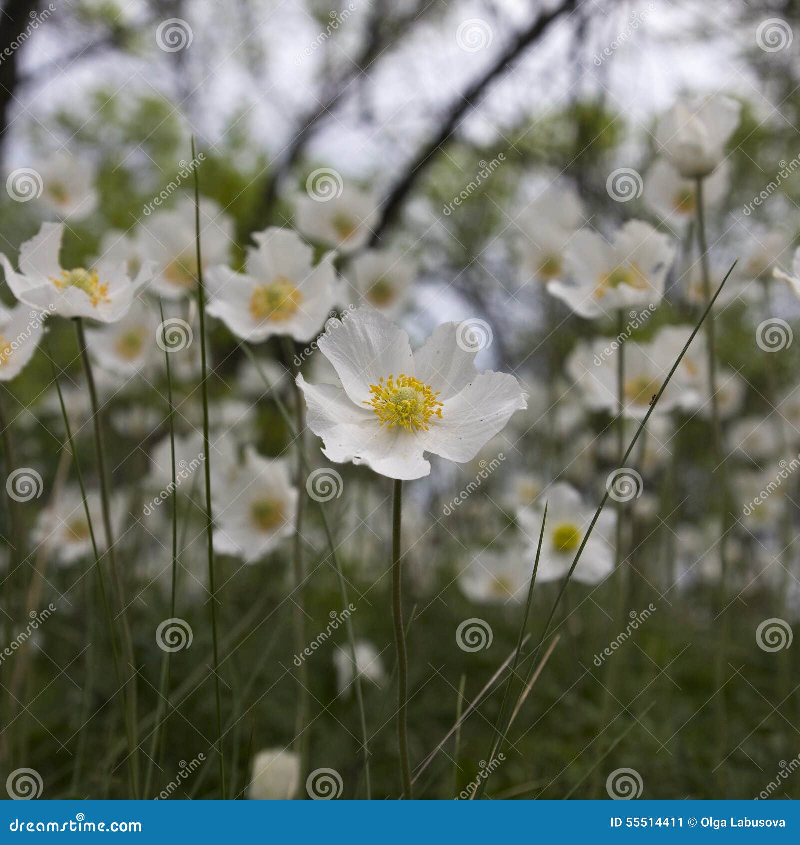 Anemones Bloom in the Spring Stock Image - Image of flowers, stamen ...