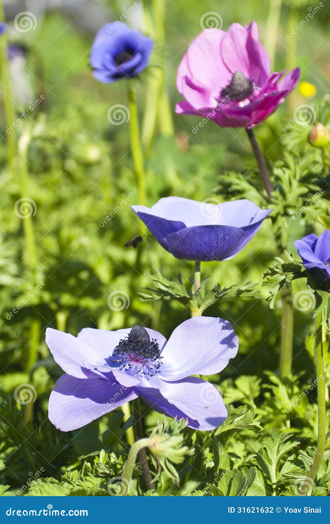 Anemones Blooming in Multi Colors Stock Photo - Image of azure ...