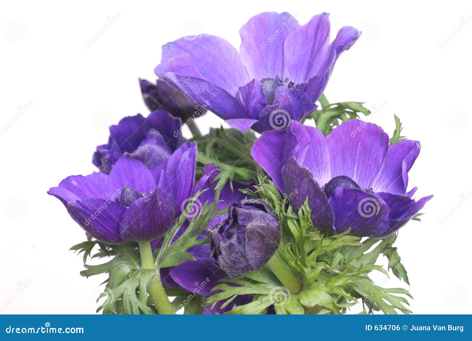 Anemones blu fotografia stock. Immagine di naughty, fioritura - 634706