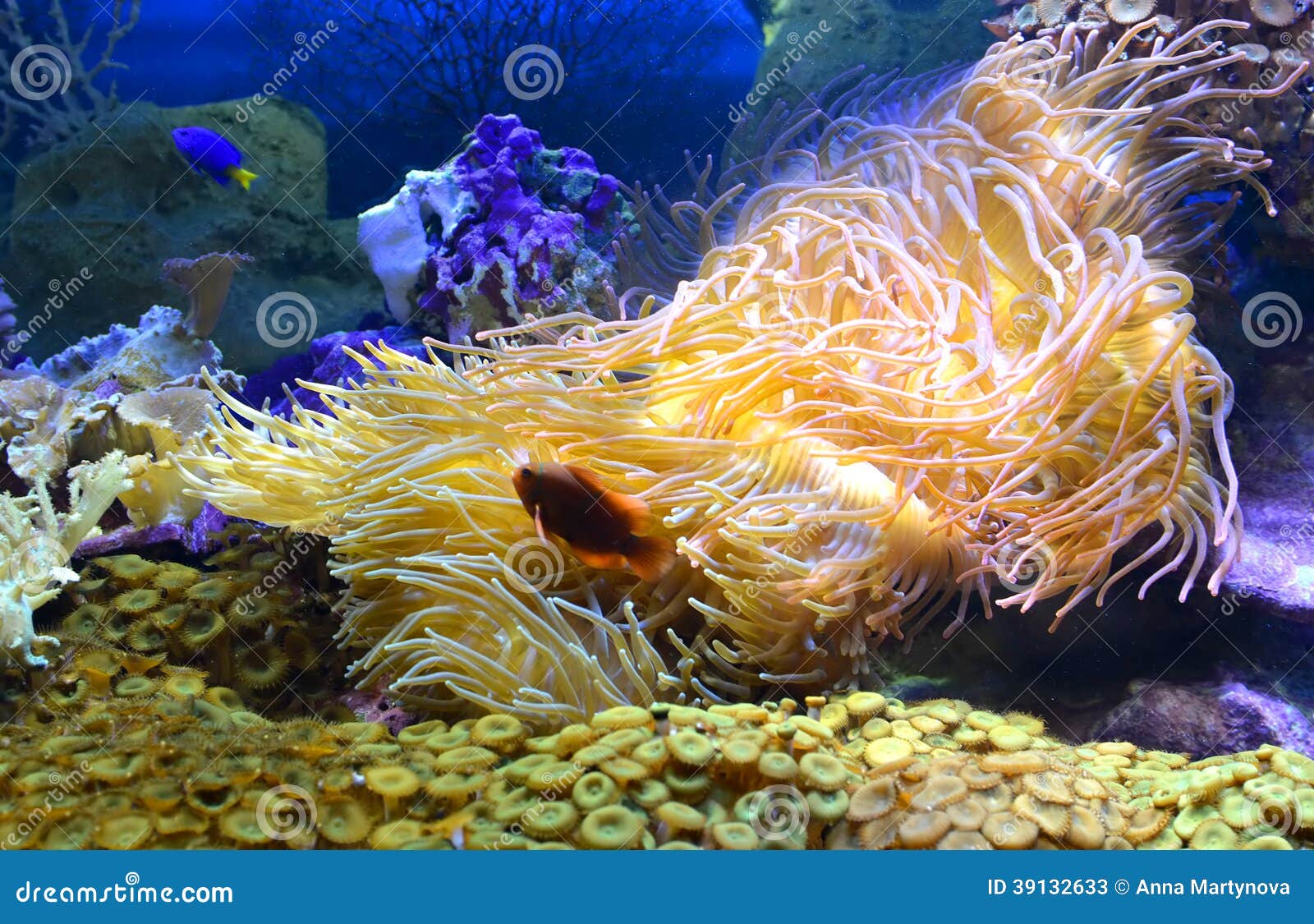 Anemones, Corals and Single Bright Fish Stock Image - Image of aquarium ...
