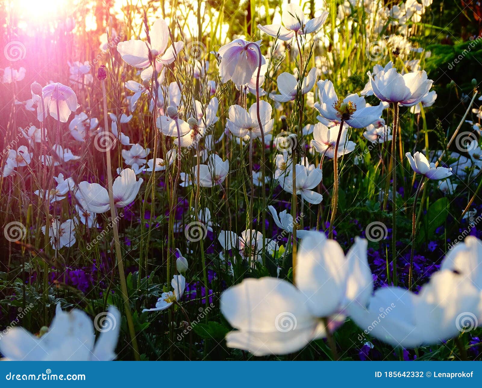 Anemones in the First Rays of the Midsummer Sun. Stock Photo - Image of ...