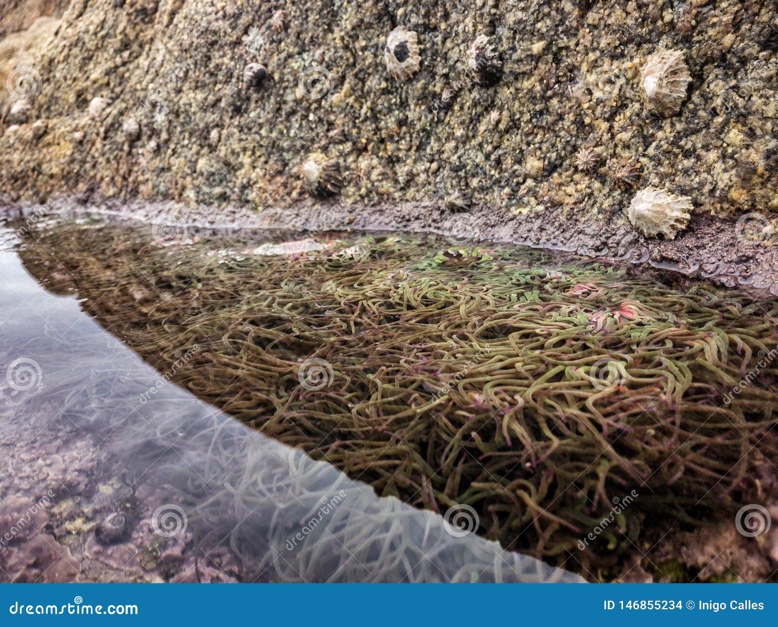 Actiniaria Waiting for the Tide To Rise Again Stock Illustration ...
