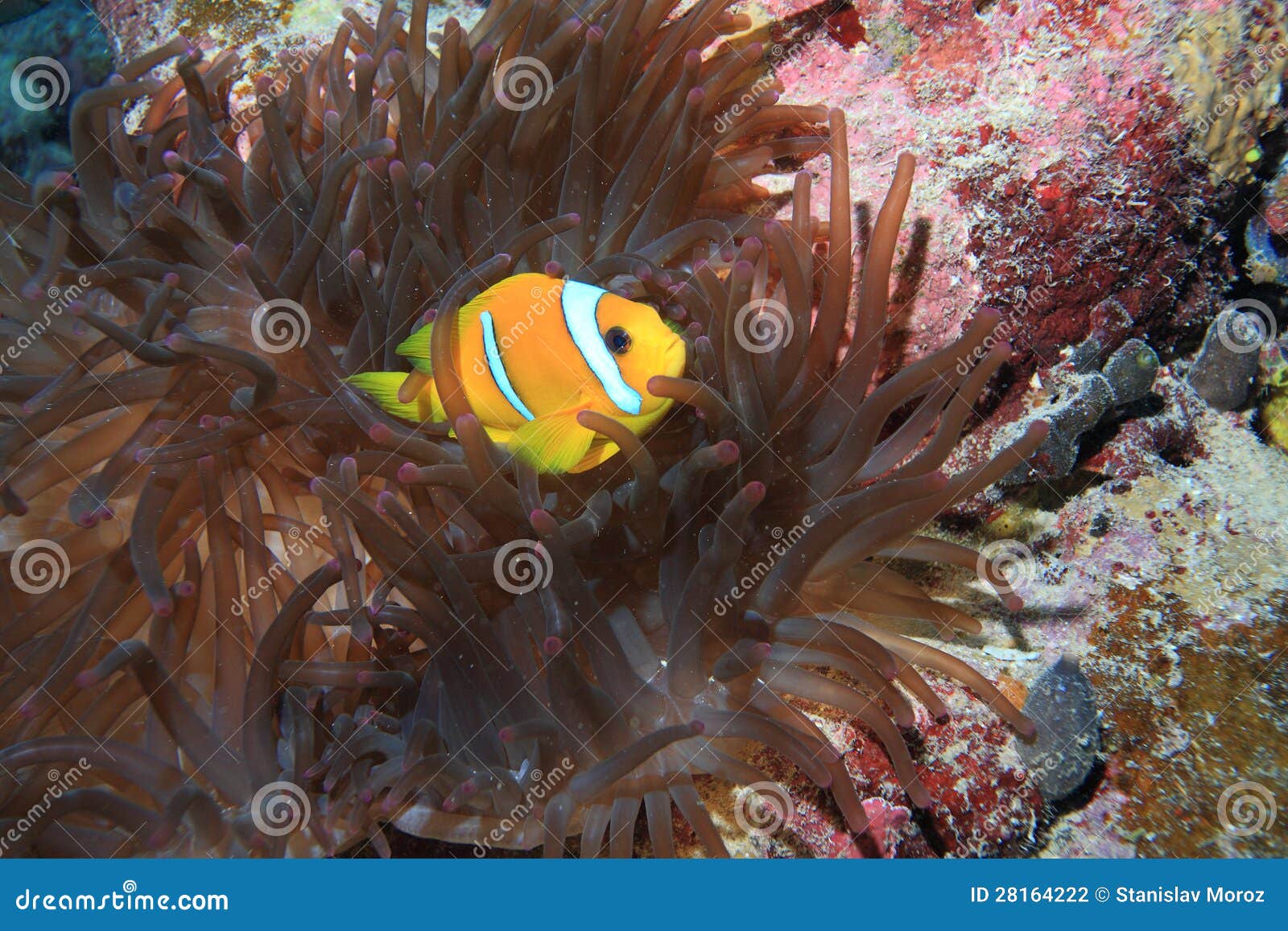 Anemones and nemo fishes stock photo. Image of clown - 28164222