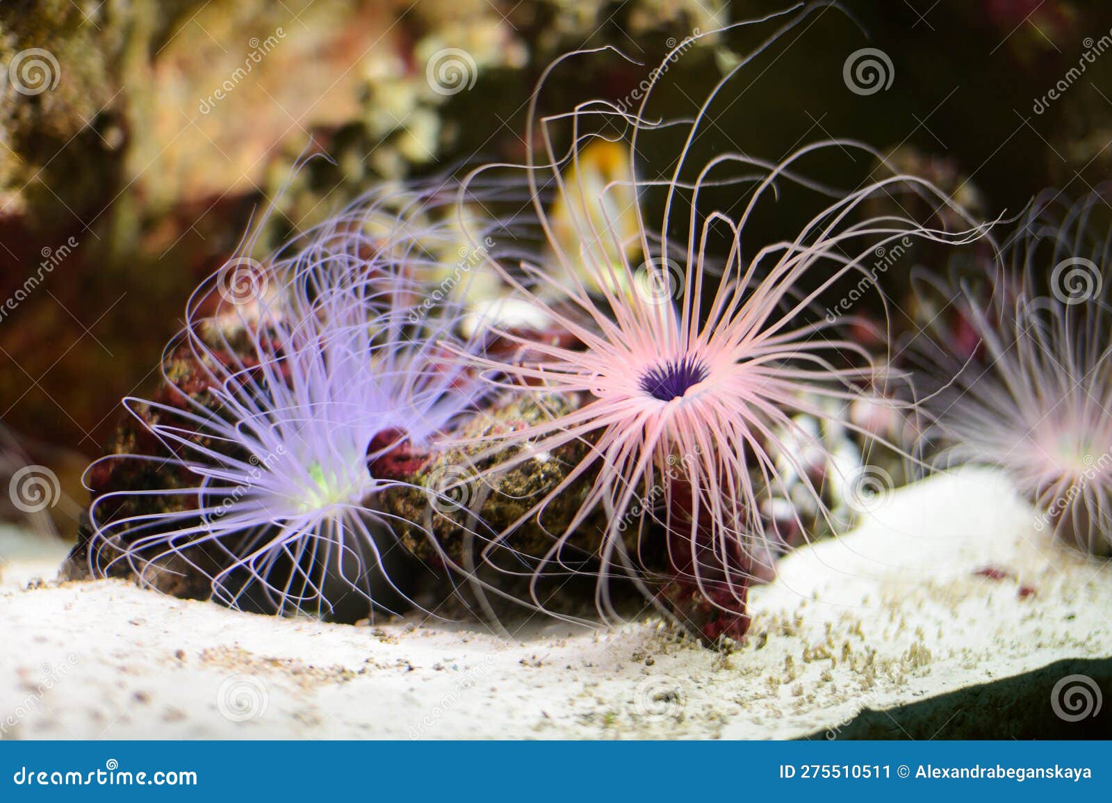 Anemones Pink and Blue, Sea Anemones Coral Polyps Stock Image - Image ...