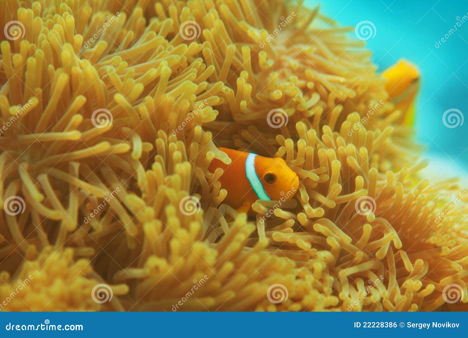 Anemones with Small Clownfishes Stock Photo - Image of swimming ...