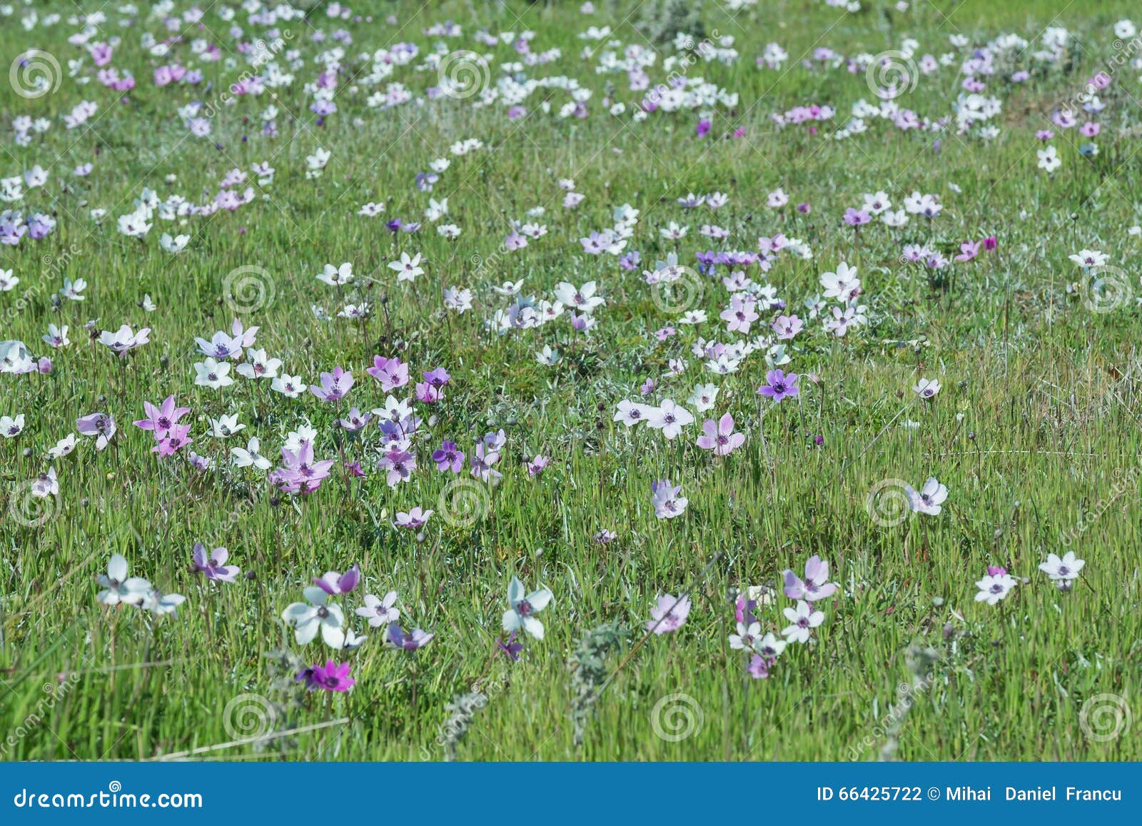 Wild Anemones Field Stock Photos - Download 635 Royalty Free Photos