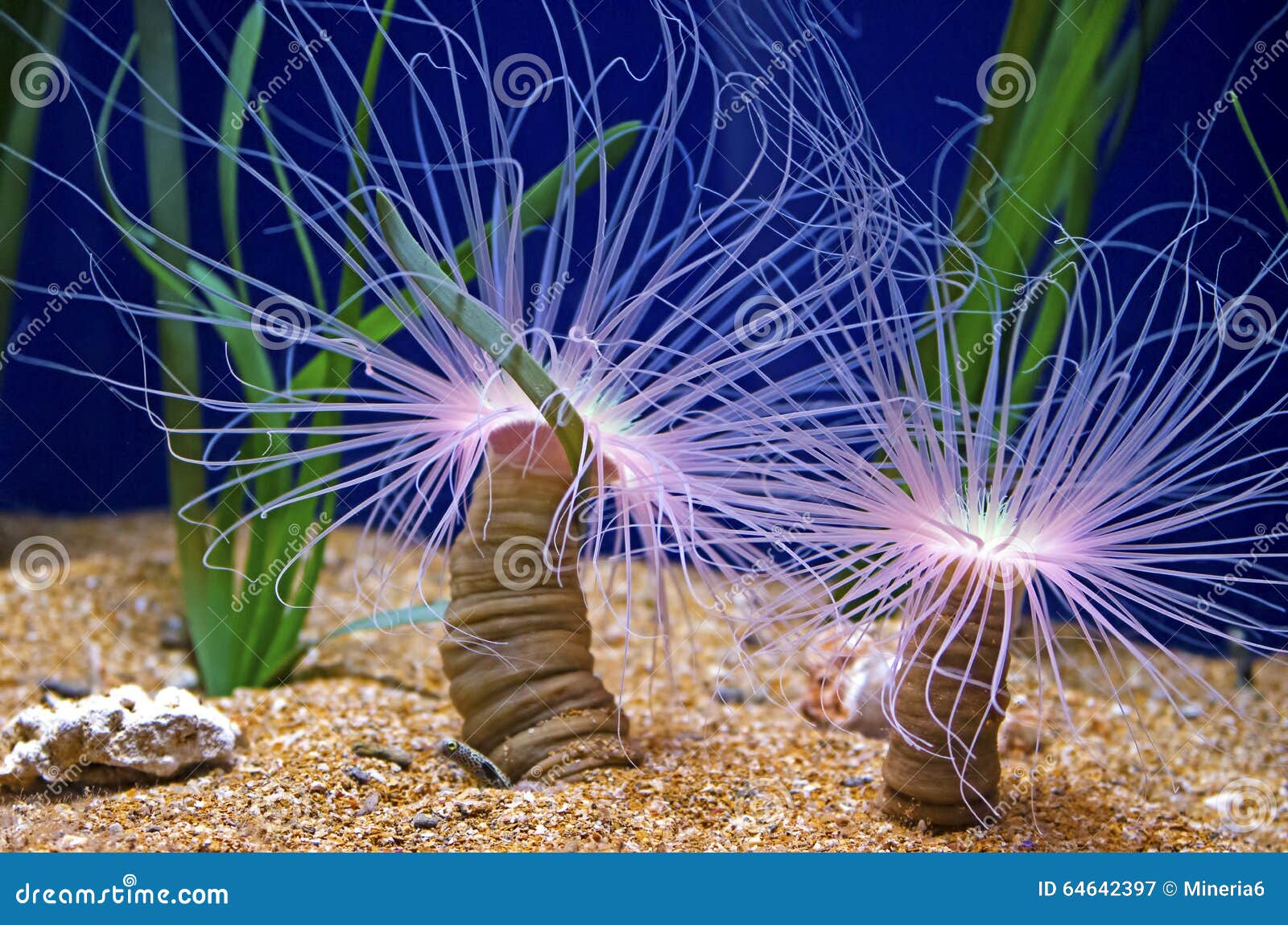 Anemonia immagine stock. Immagine di oceano, acquario - 64642397