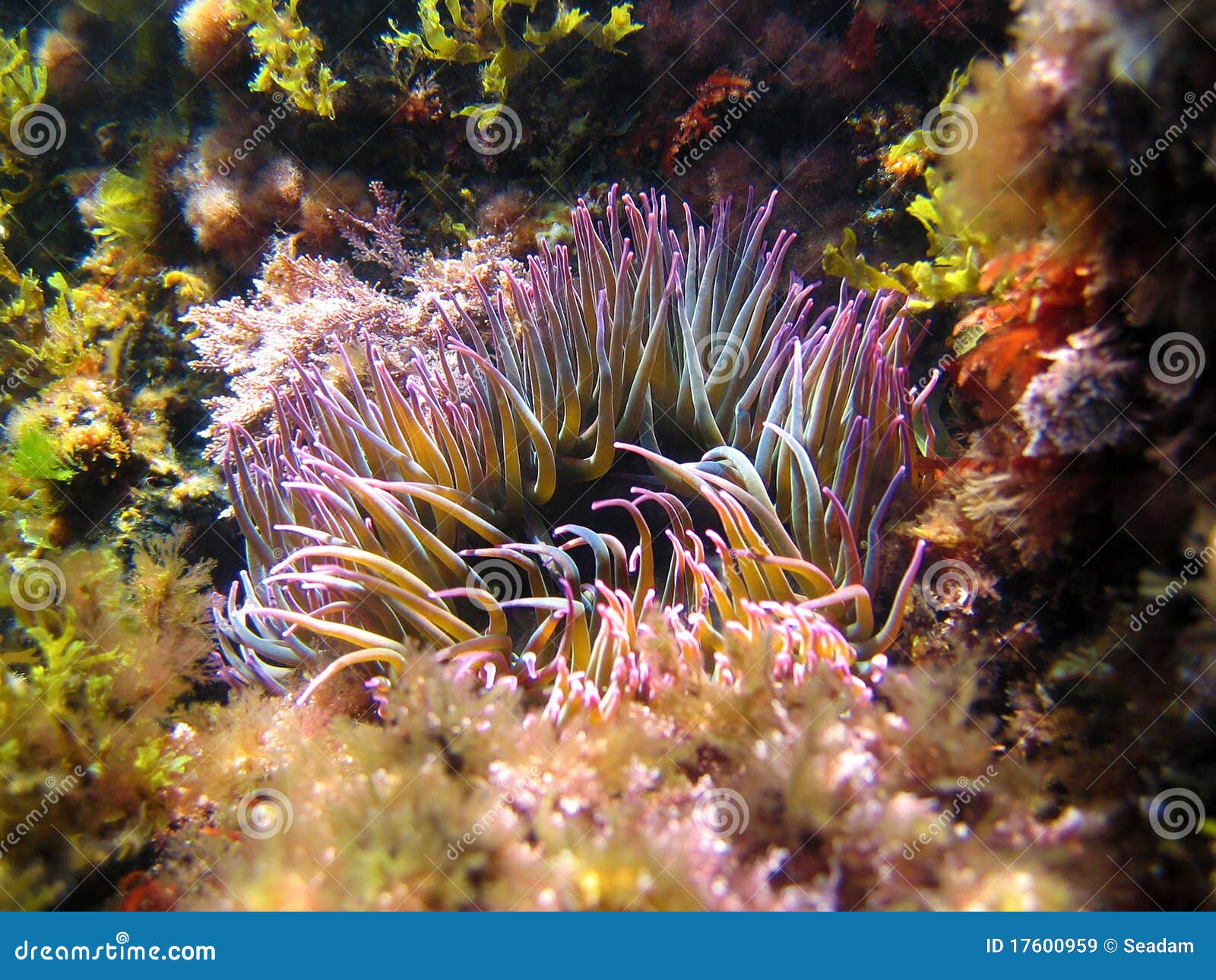 Anemonia sulcata stock image. Image of anemone, life - 17600959