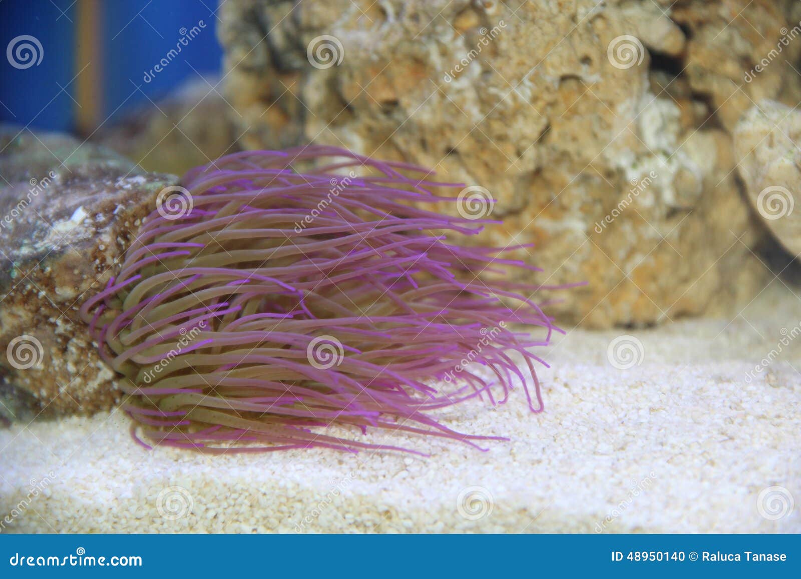 Anemonia viridis stock photo. Image of anemonia, viridis - 48950140