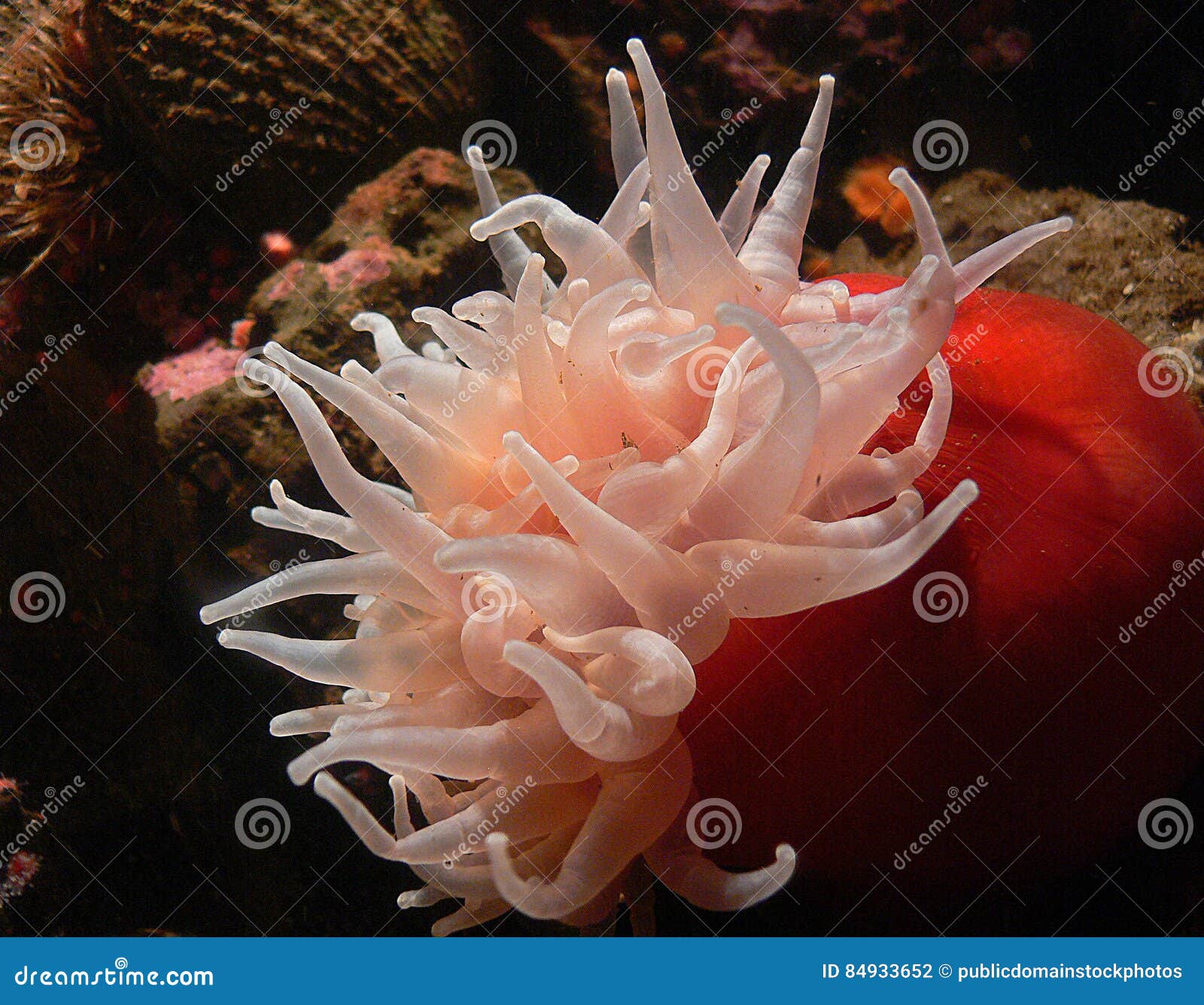 Anemony &-x28; 13&-x29; Obraz. Obraz: 84933652