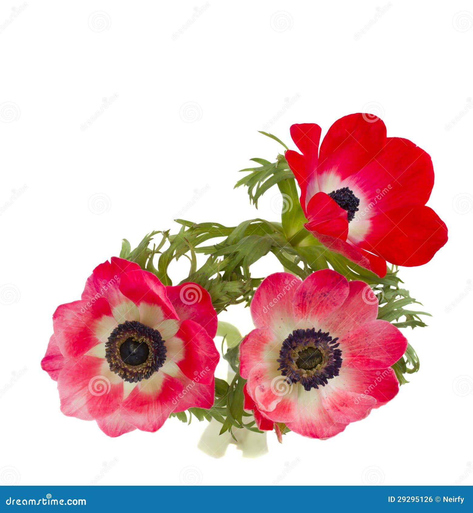 Anemoon bloemen stock foto. Image of licht, kleurrijk - 29295126