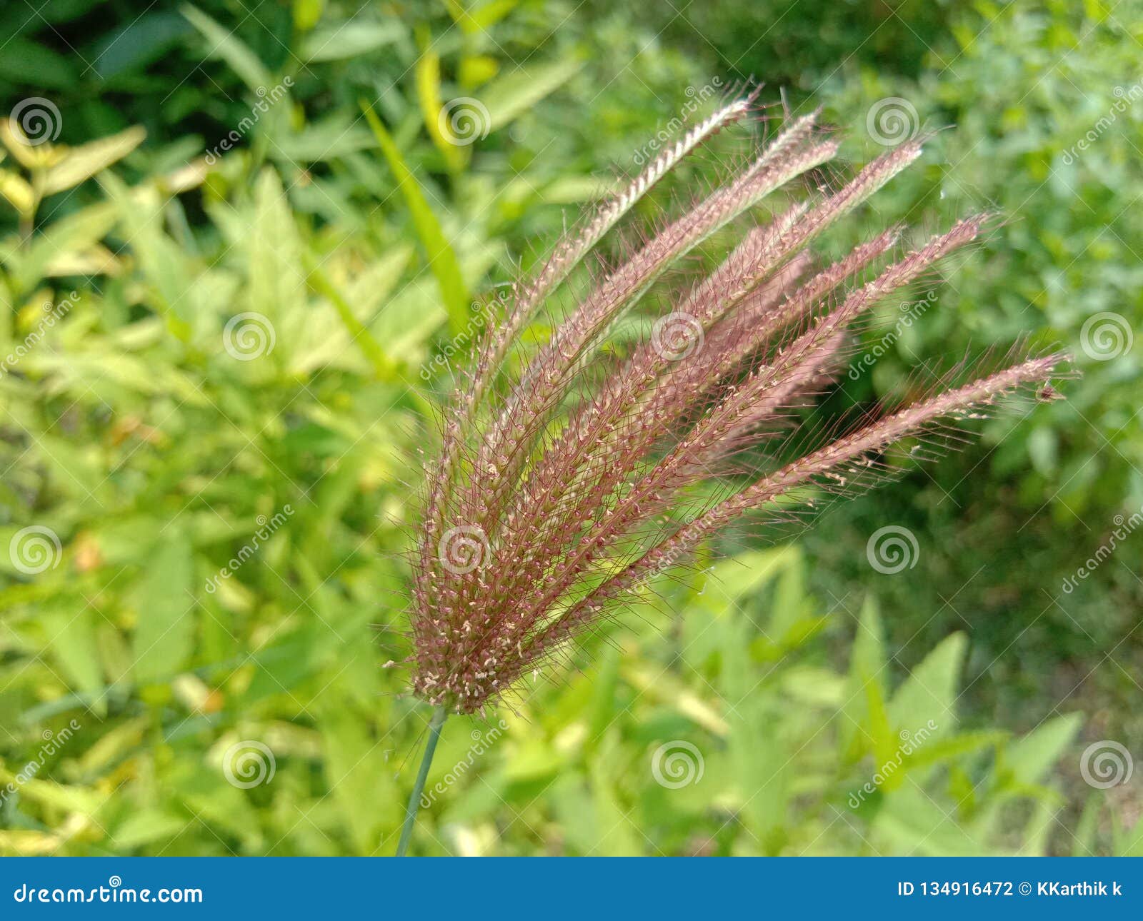 Anemophily plant stock photo. Image of seeds, plant - 134916472
