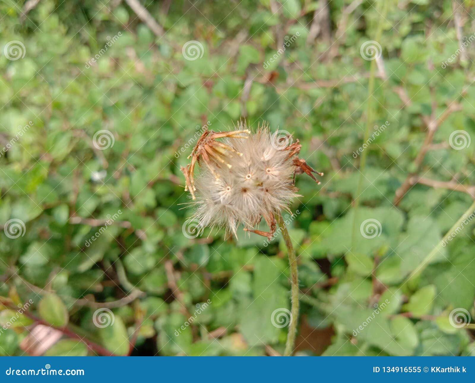 Anemophily plant stock image. Image of spread, seeds - 134916555