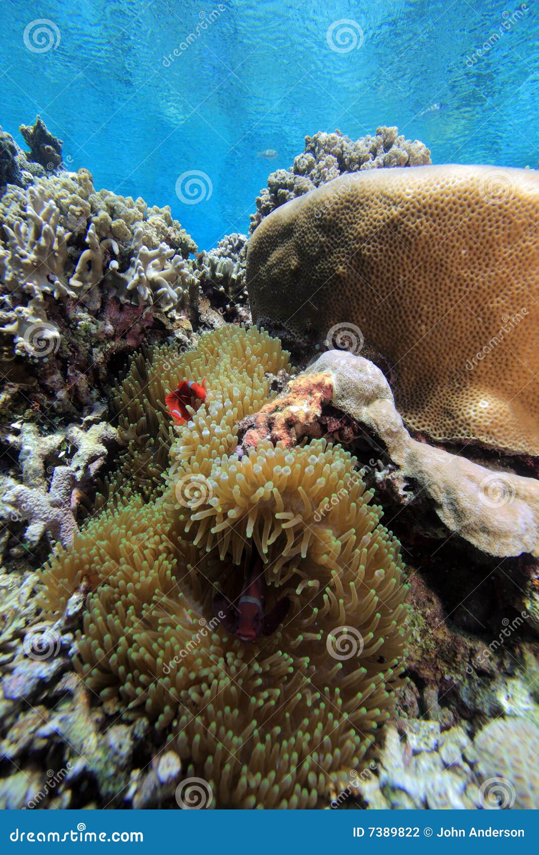 Anenome with clown fish stock photo. Image of underwater - 7389822