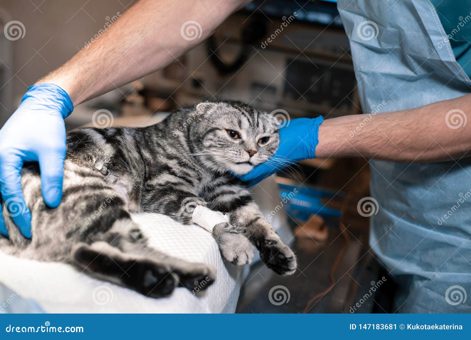 Anesthesiologist Prepares a Cat for Surgery. Pet Surgery Stock Image ...