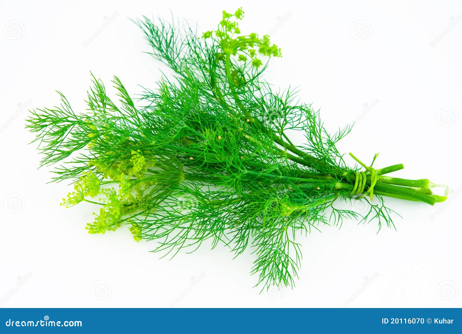 Aneth photo stock. Image du frais, isolement, vert, herbe - 20116070