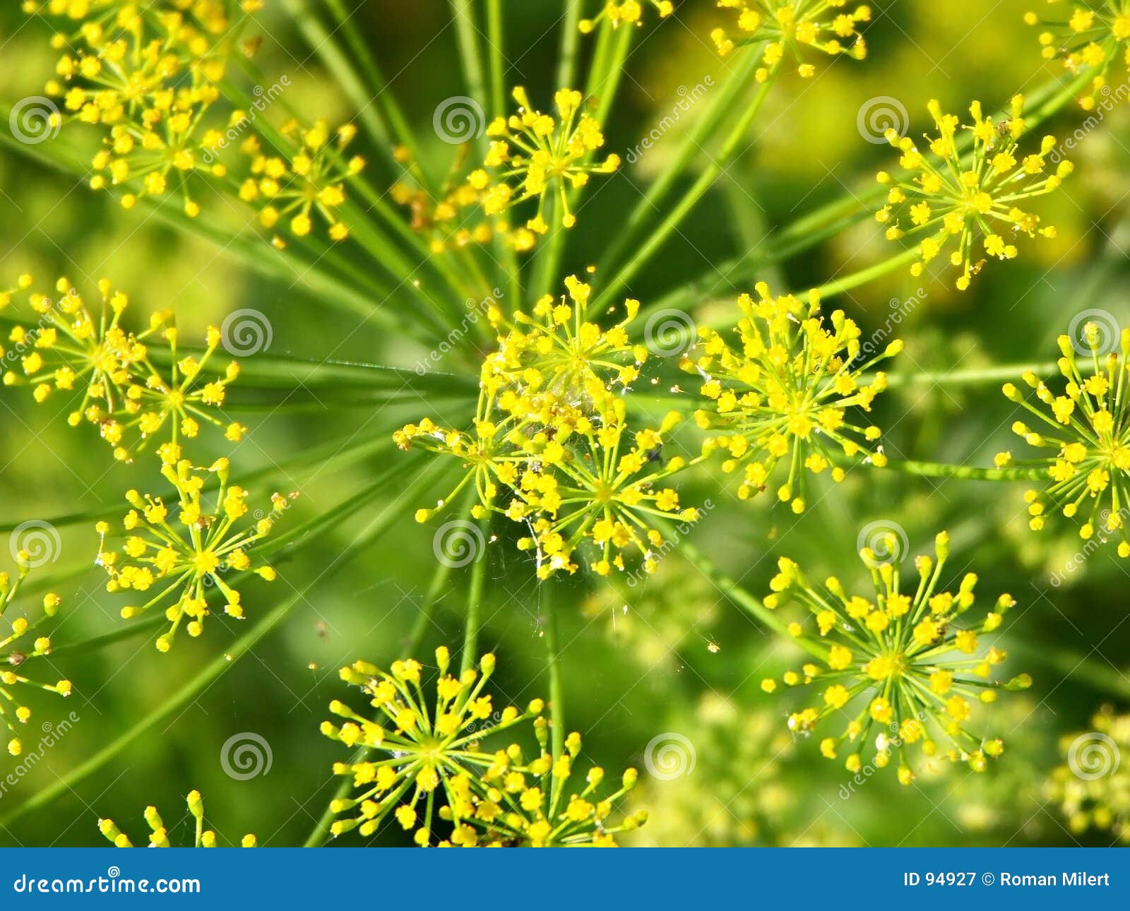Aneth image stock. Image du assaisonnement, jaune, floraison - 94927
