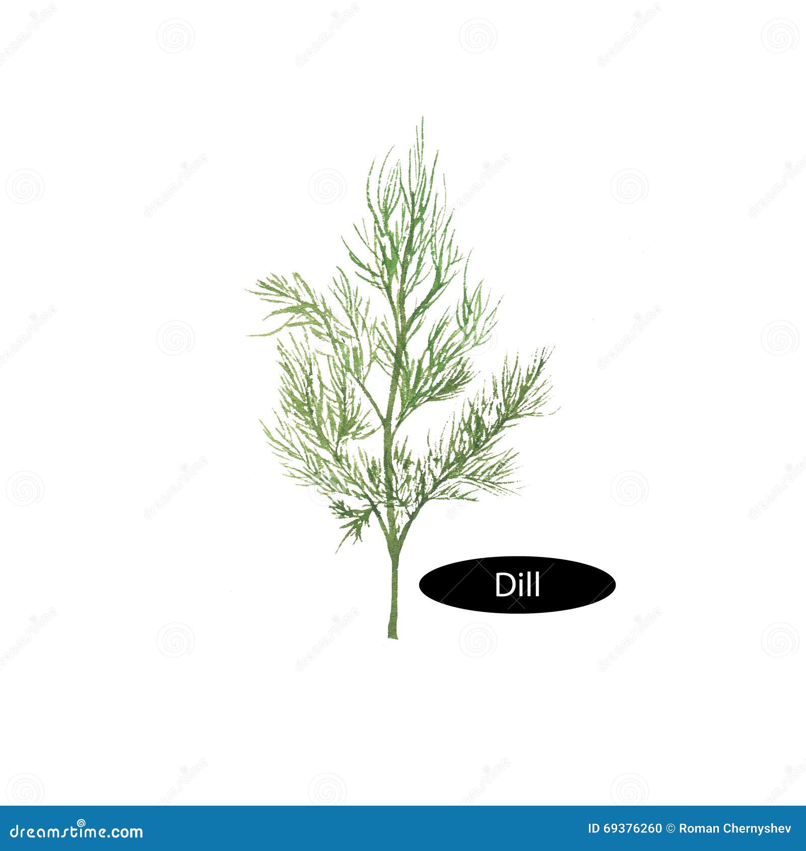 Aneth D'aquarelle Sur Le Fond Blanc Illustration Stock - Illustration ...