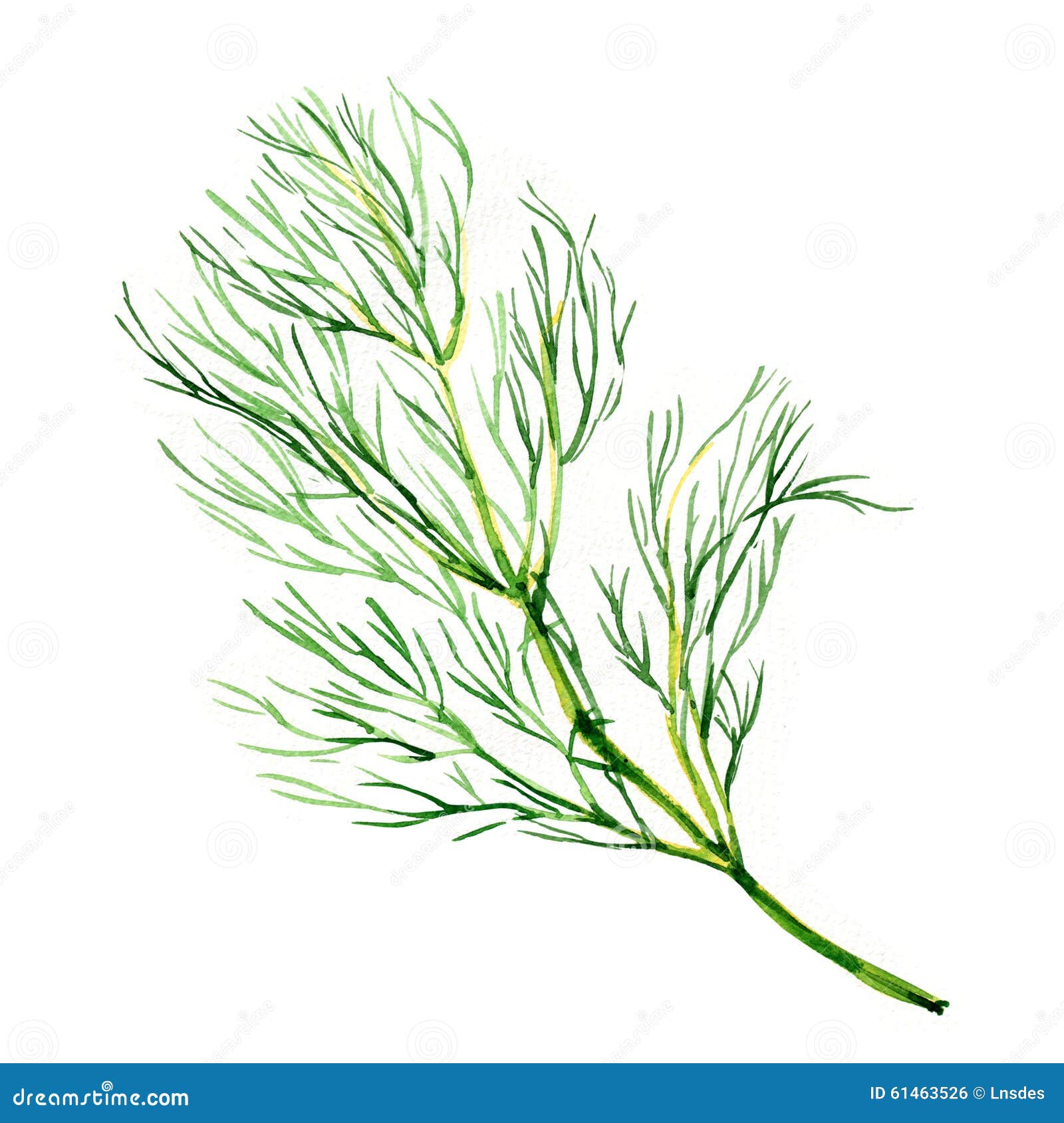 Aneth Vert D'isolement Sur Le Fond Blanc Illustration Stock ...