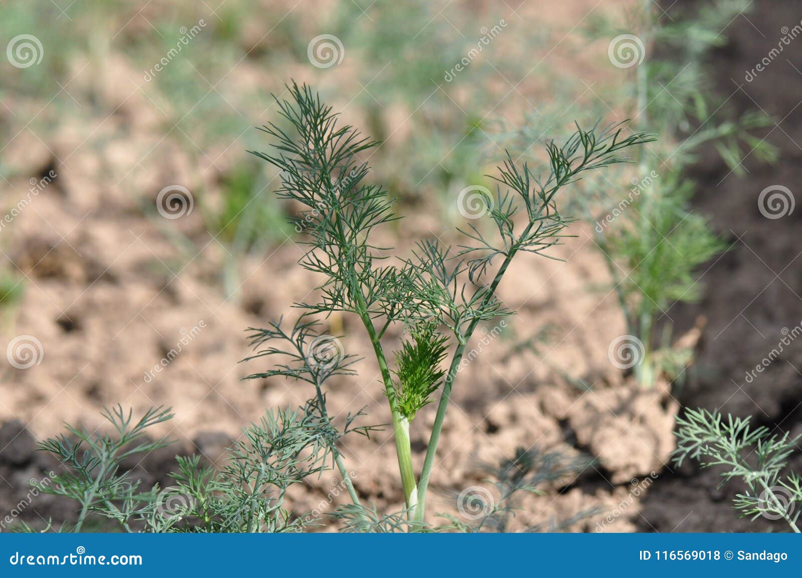 Aneto fotografia stock. Immagine di giardino, organico - 116569018
