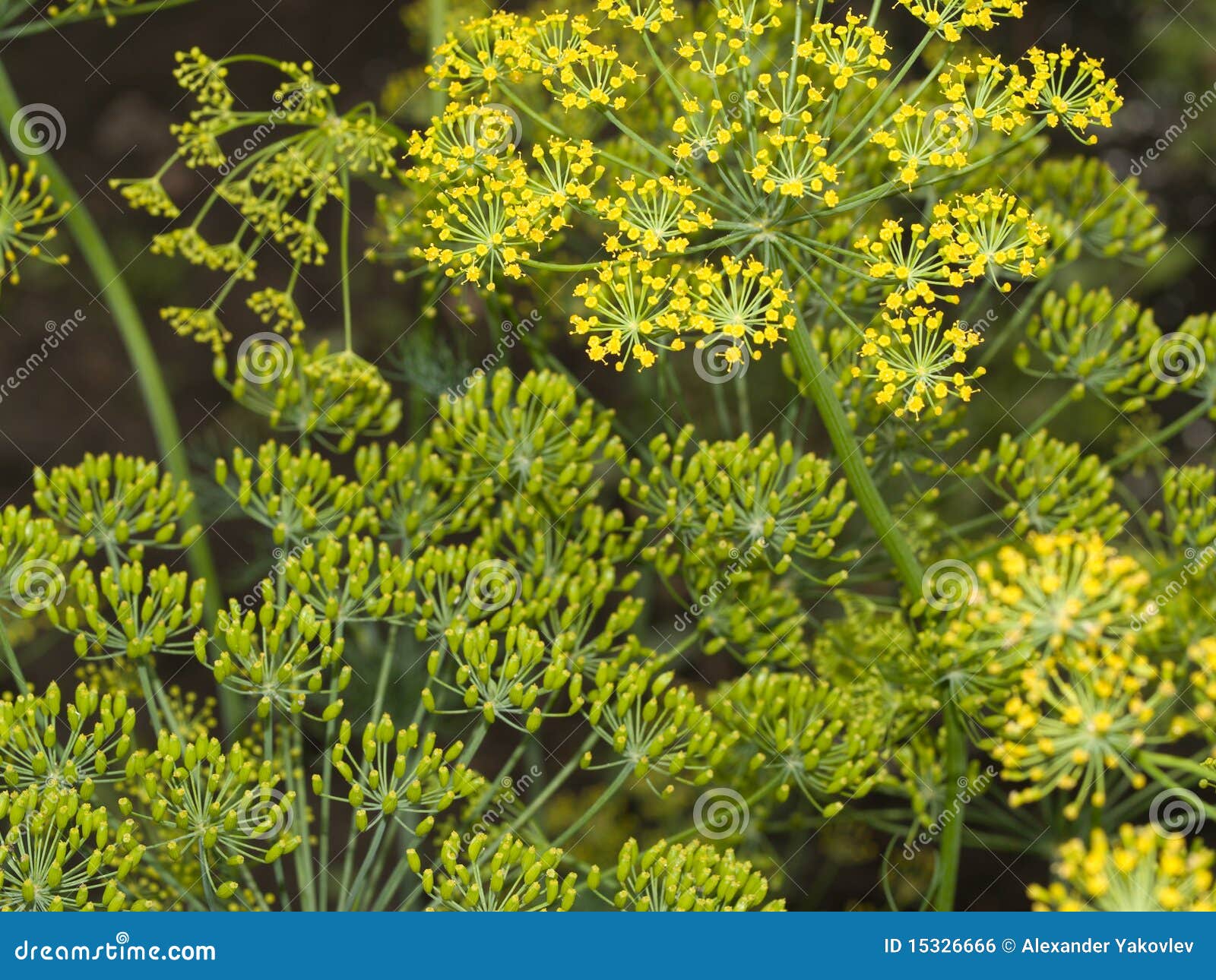 Aneto fotografia stock. Immagine di pianta, fogliame - 15326666