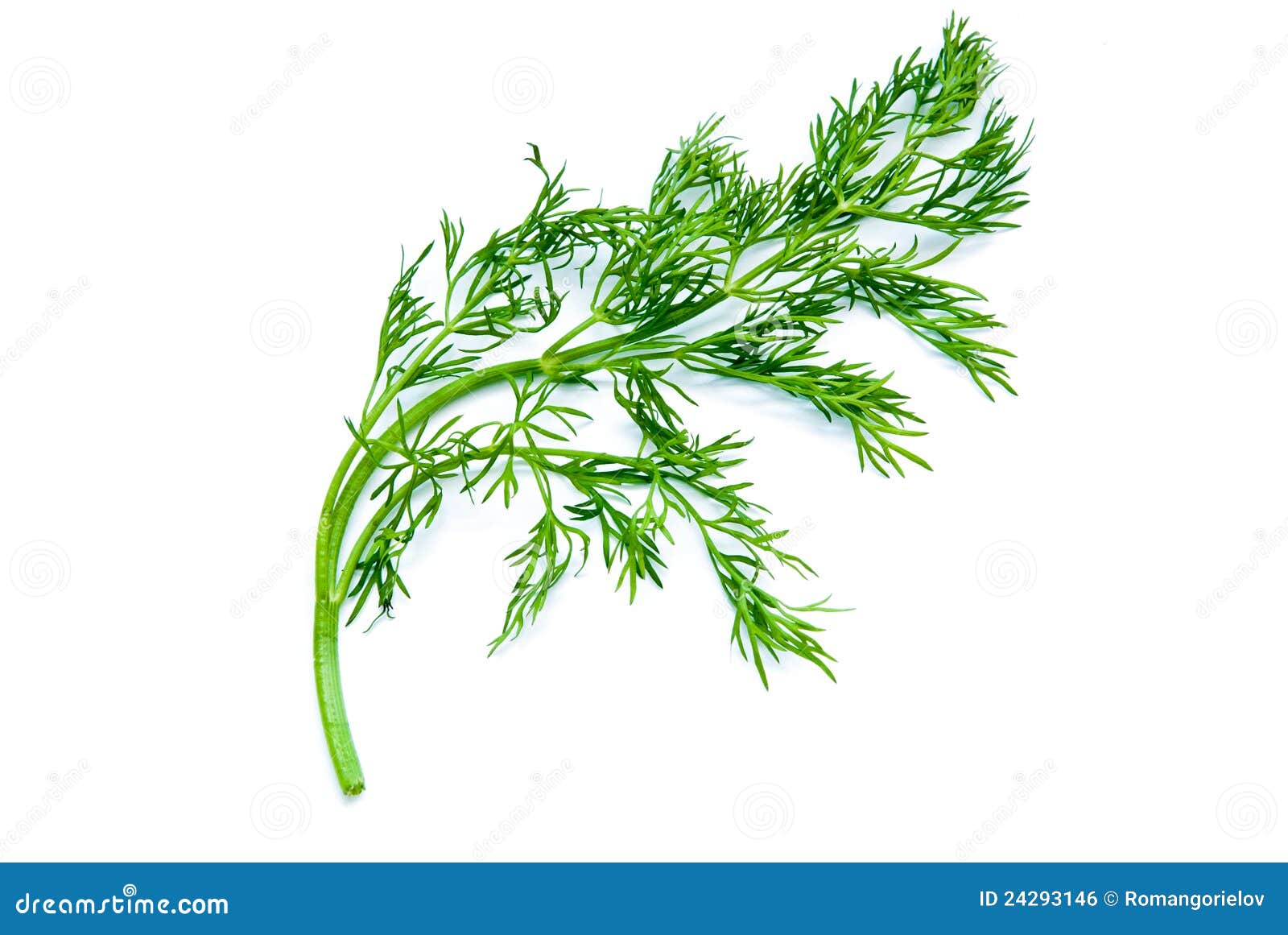 Aneto foto de stock. Imagem de orgânico, erva, folha - 24293146