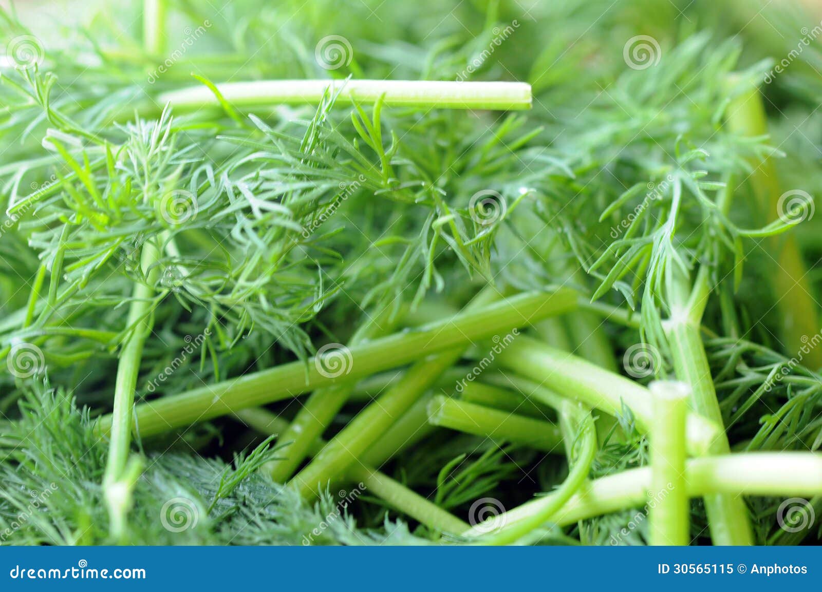 Aneto imagem de stock. Imagem de vegetariano, frondoso - 30565115