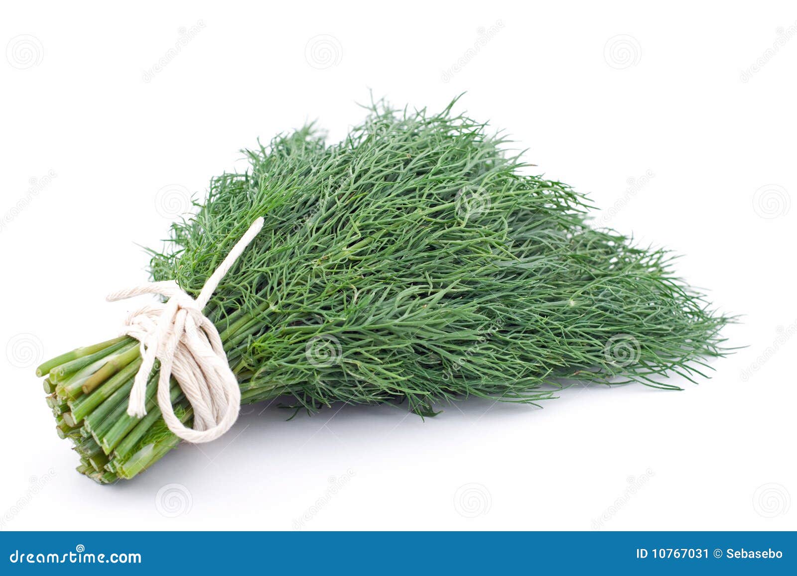 Aneto fresco immagine stock. Immagine di spezia, verdura - 10767031