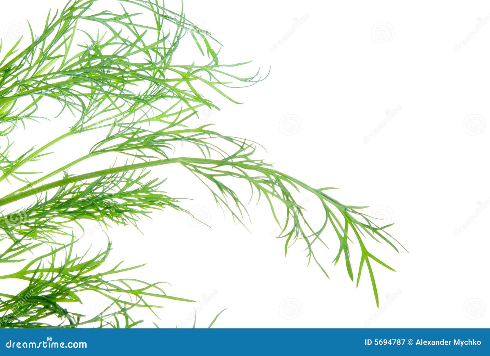 Aneto Fresco .close Isolato Erba in Su Immagine Stock - Immagine di ...