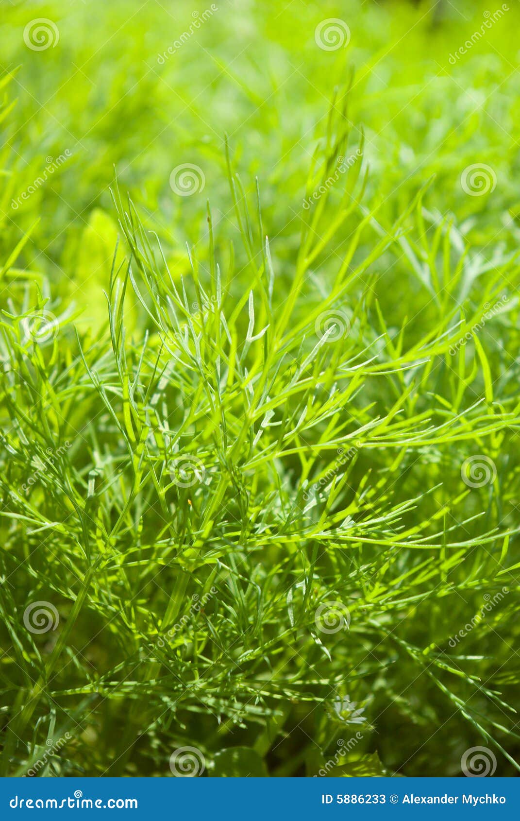 Aneto Fresco Herb.close in Su Immagine Stock - Immagine di salute ...