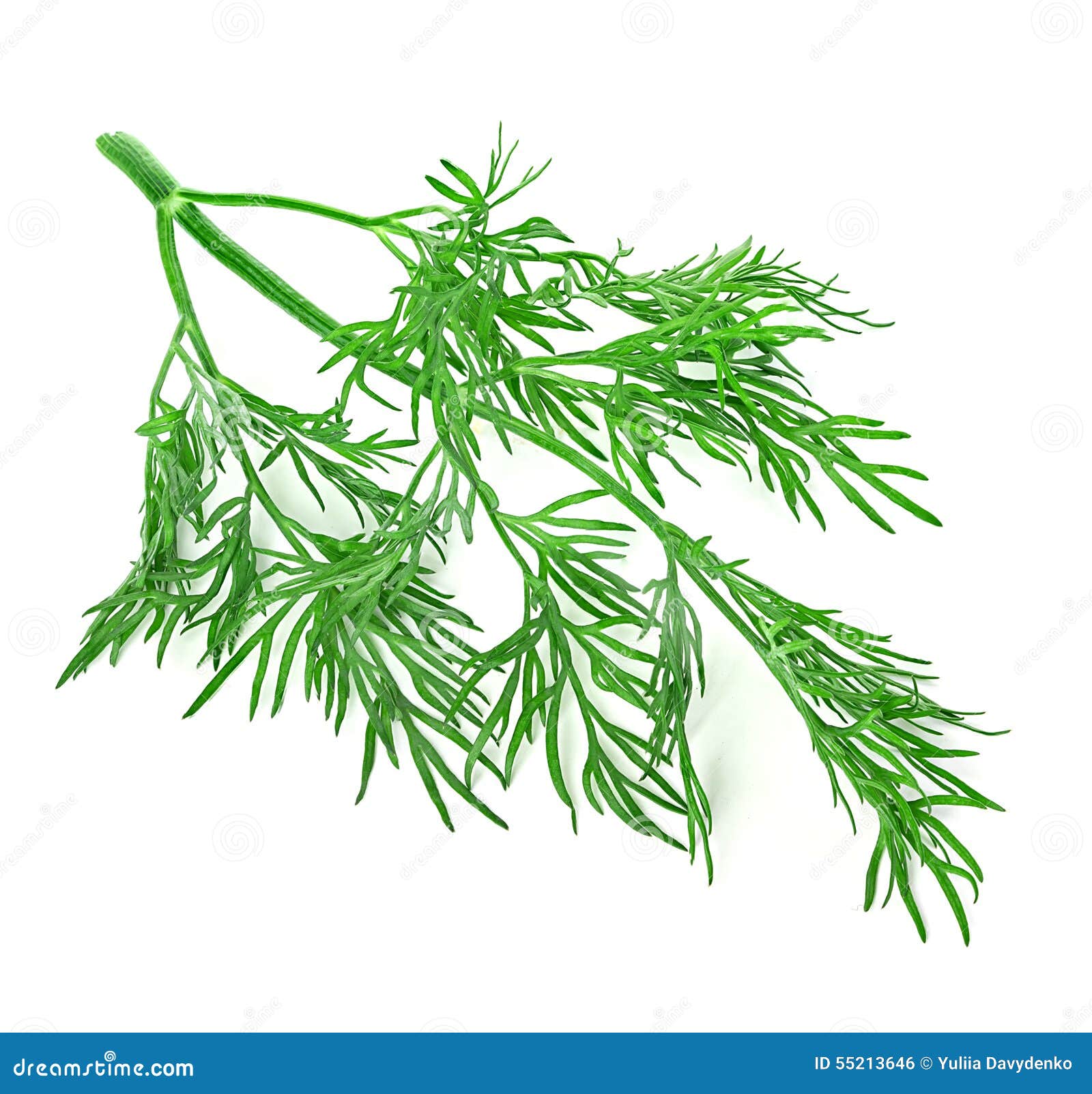 Aneto isolato su bianco fotografia stock. Immagine di erbe - 55213646