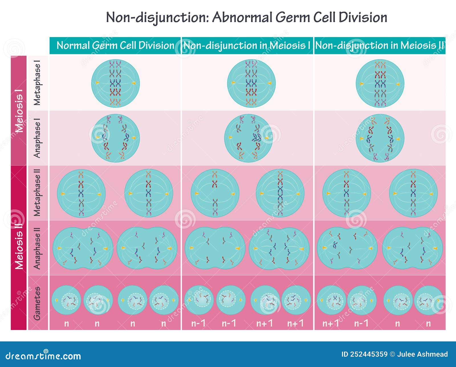 Nondisjunction Mitosis