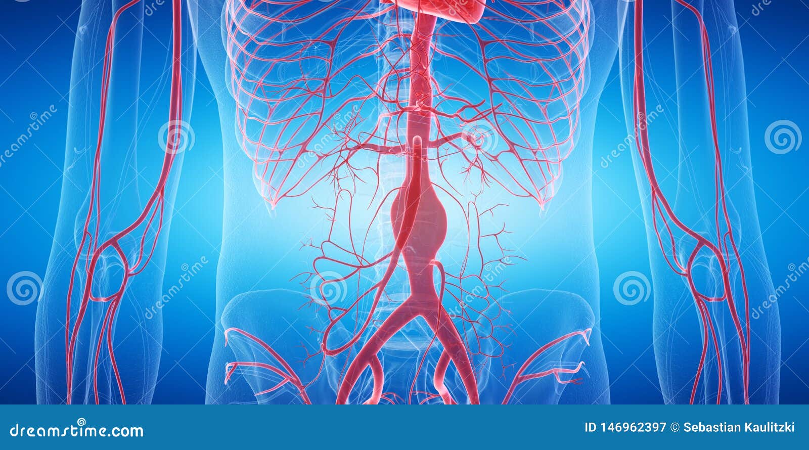 Aortic Cartoons, Illustrations & Vector Stock Images - 1905 Pictures to ...