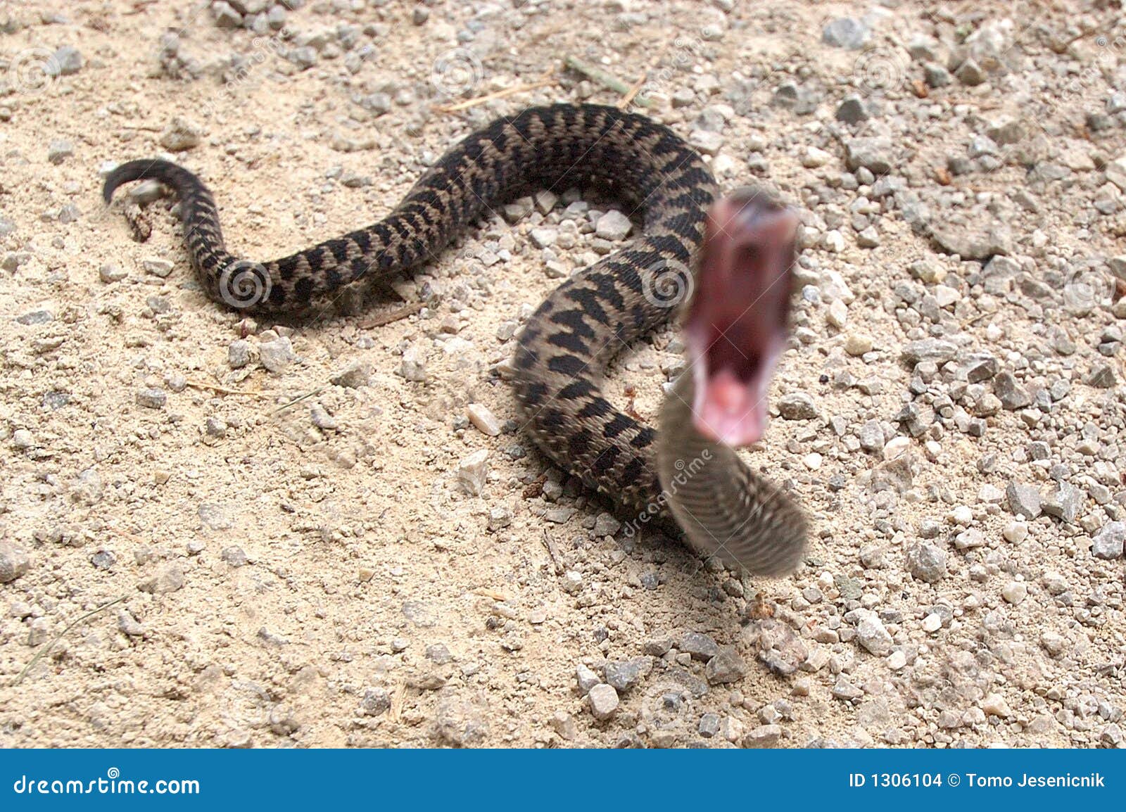 Anfalla huggorm arkivfoto. Bild av skog, hotad, alpin - 1306104