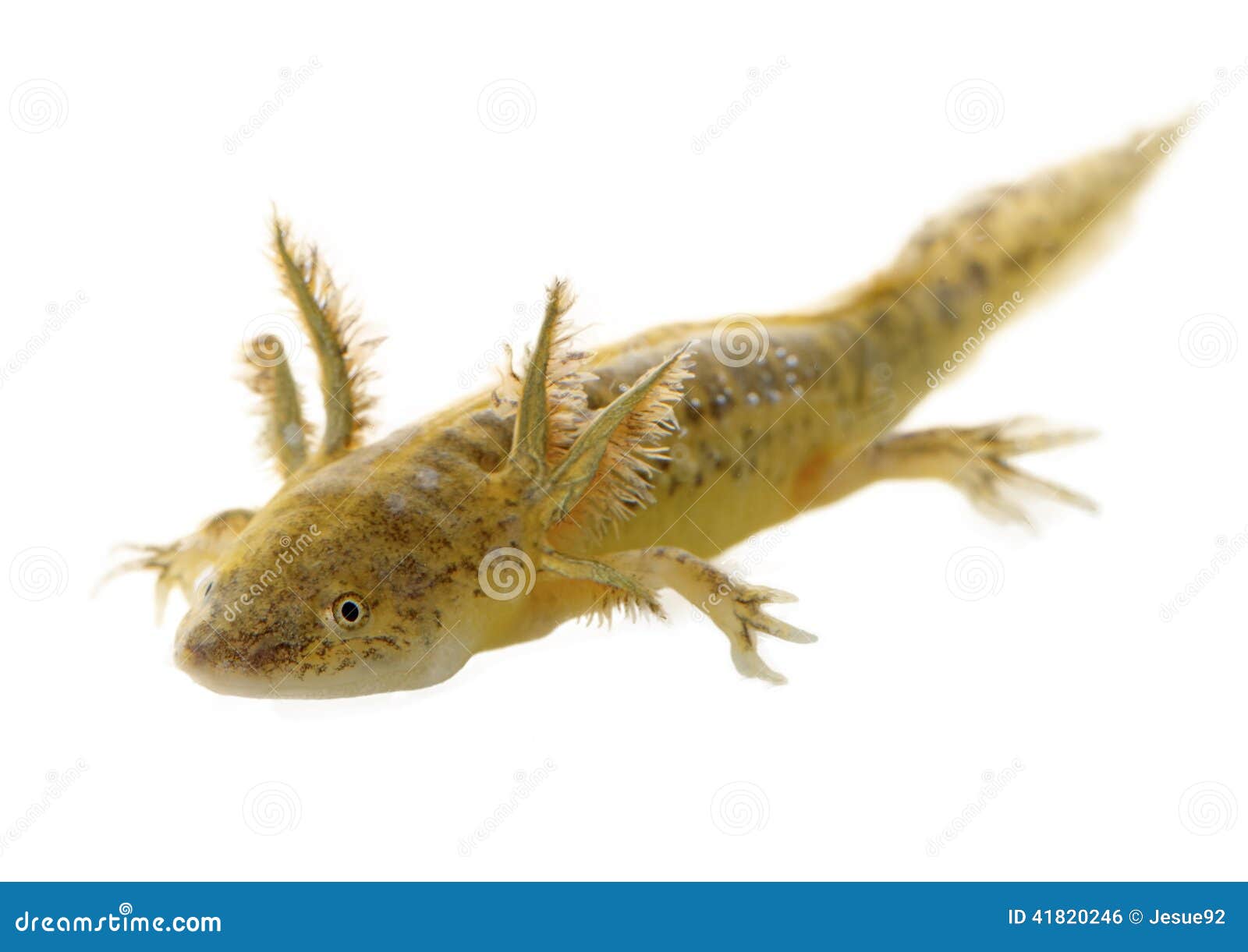 Anfibio español foto de archivo. Imagen de ensangrentado - 41820246