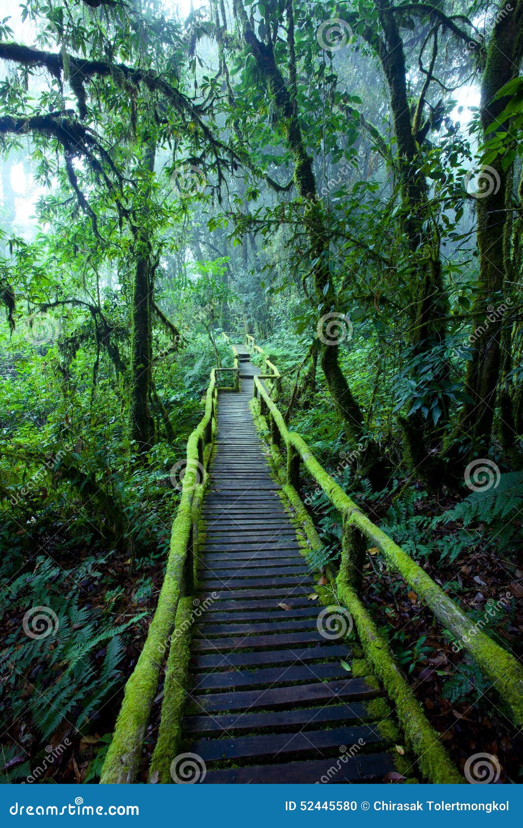 Ang Ka Nature Trail stock photo. Image of season, rain - 52445580