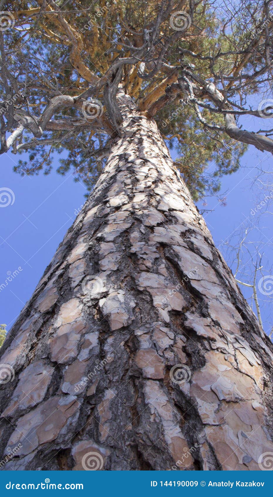 Angara Pine Stock Photos - Free & Royalty-Free Stock Photos from Dreamstime