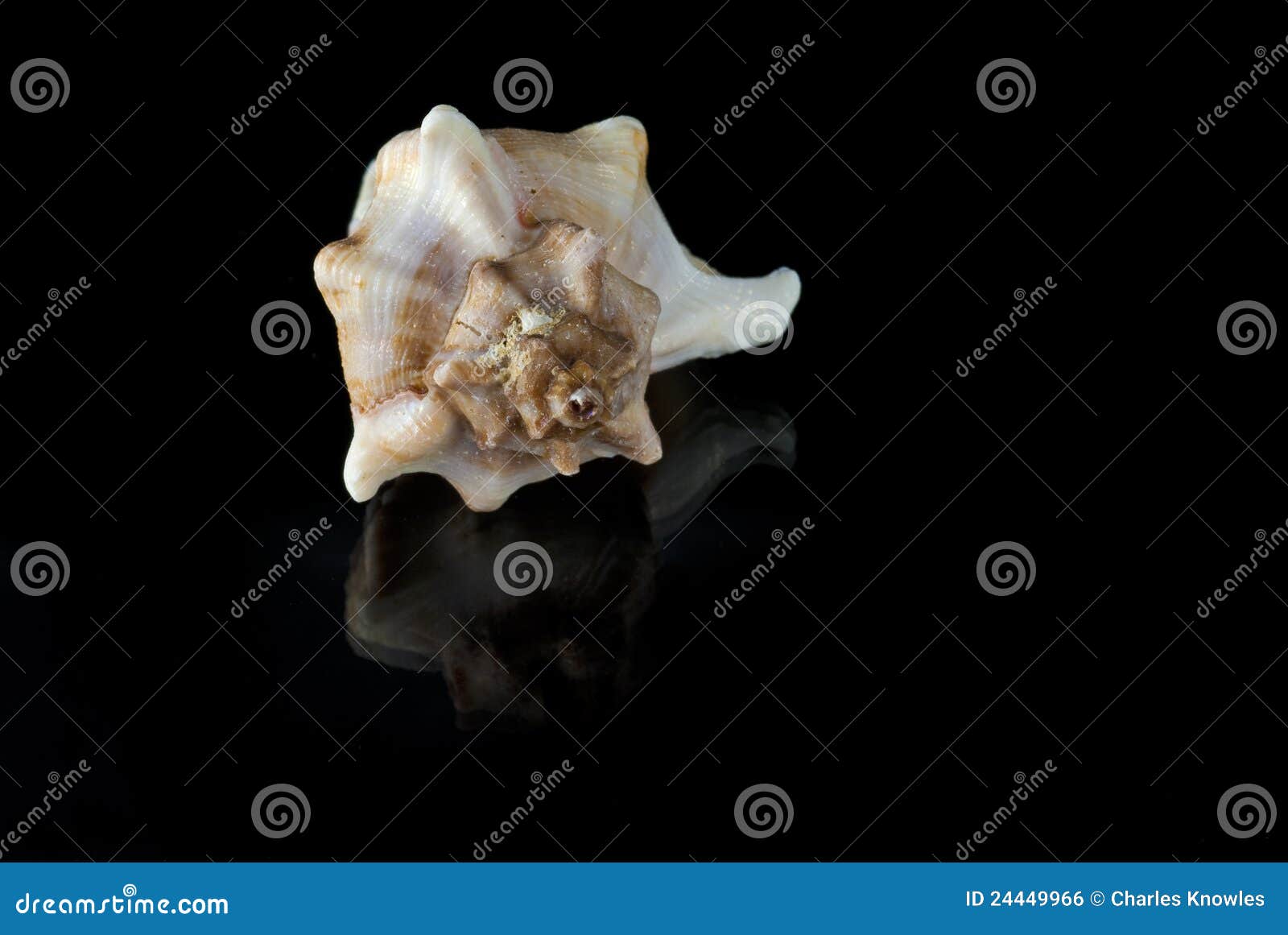 Angaria Delphinus Seashell stock photo. Image of reflection - 24449966