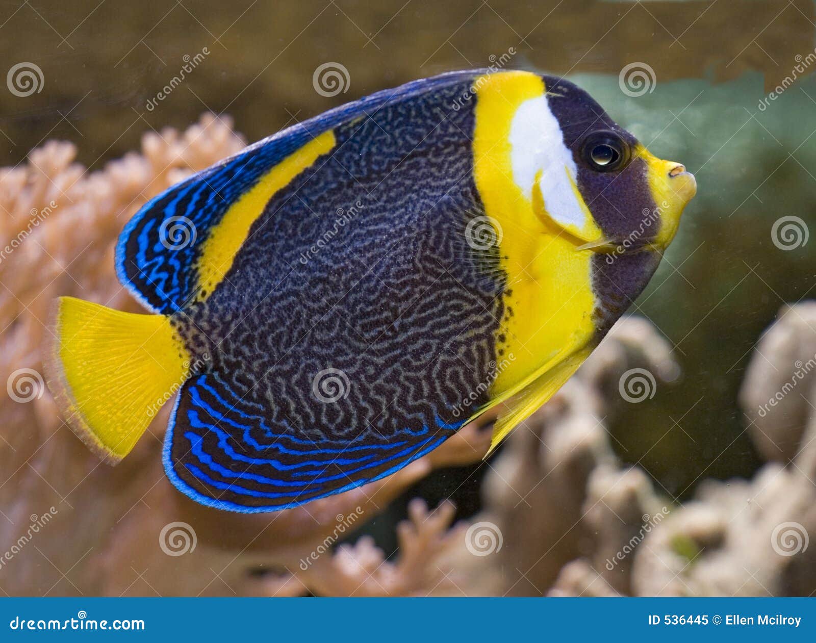 Ange griffonné image stock. Image du tropical, scribbled - 536445