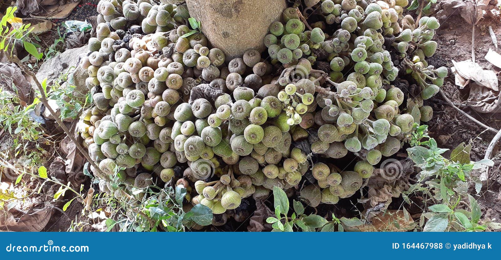 Angeer Tree Good Fruit for Good Health Stock Photo - Image of good ...