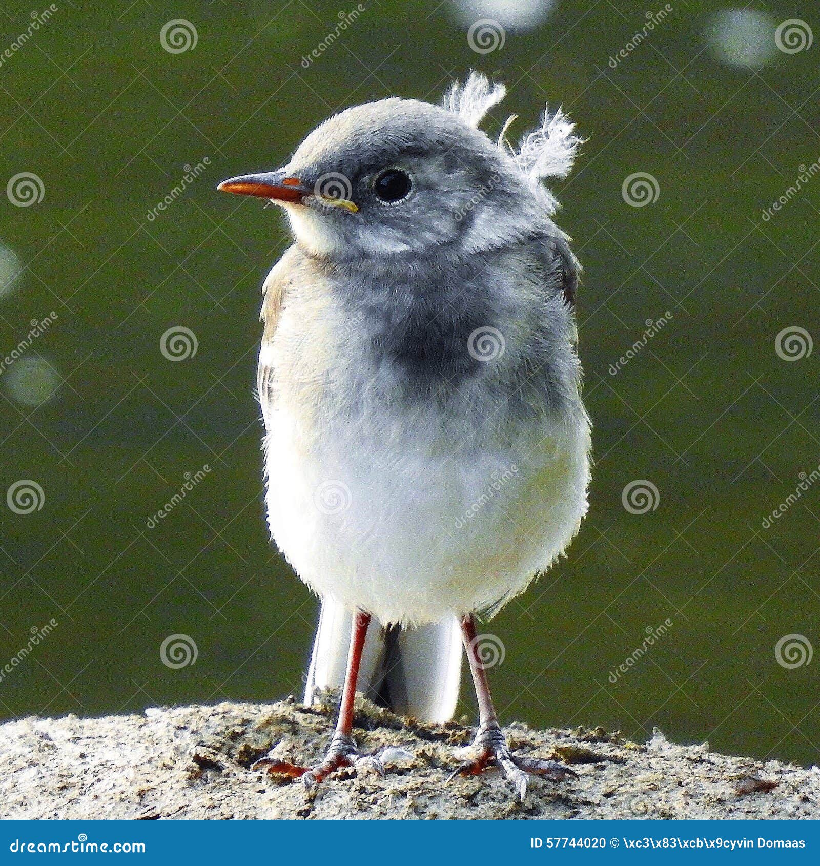 Angel bird stock photo. Image of angel, young, fluffy - 57744020