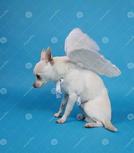 Angel dog stock image. Image of puppy, funny, whiskers - 3968093