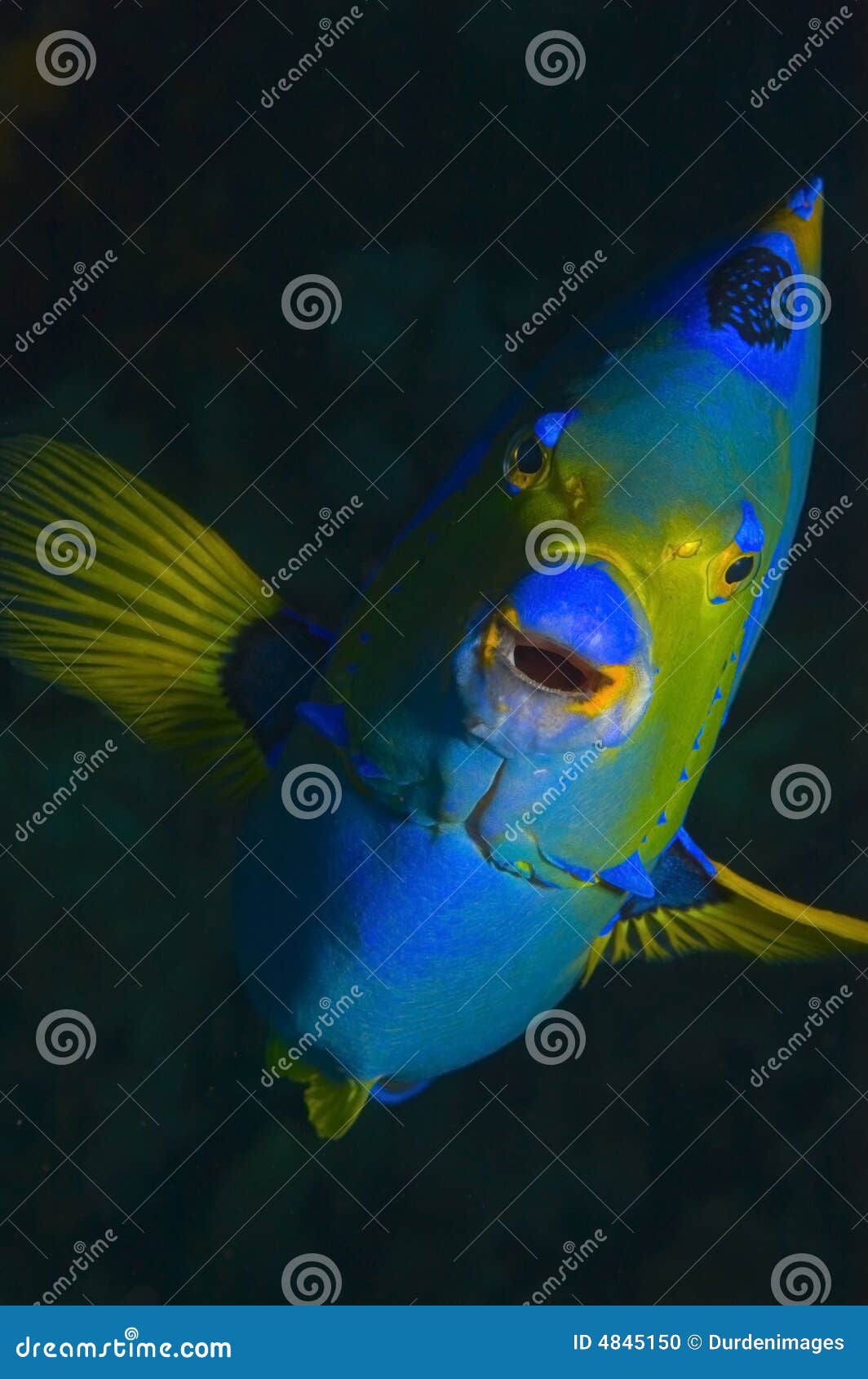 Blue Blushing Angelfish