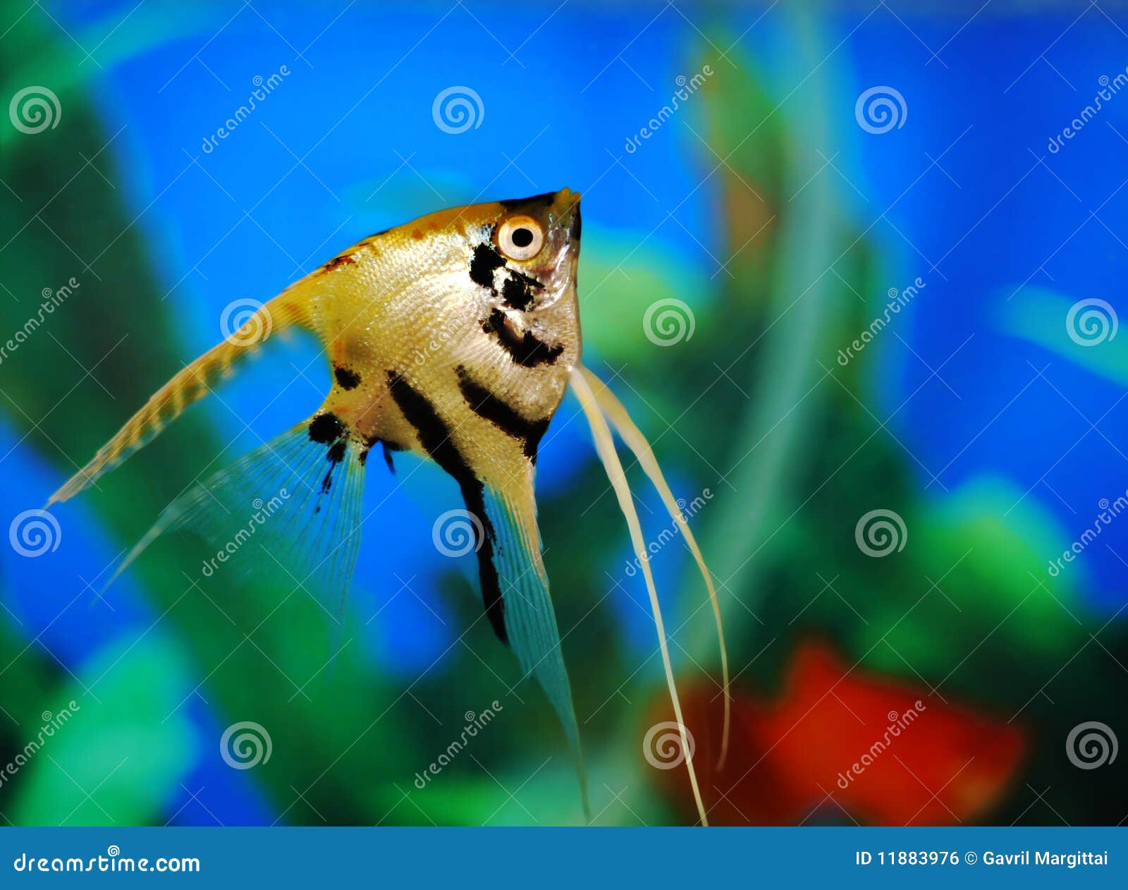 Angel fish stock photo. Image of aquarium, green, silver - 11883976
